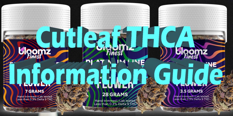 Cutleaf THCA: Information Guide