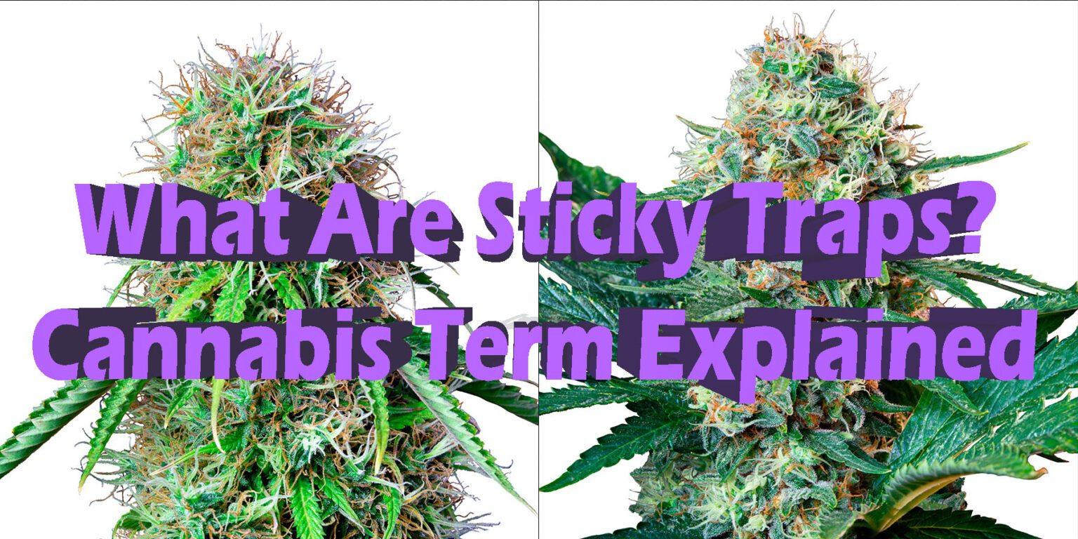What Are Sticky Traps? Cannabis Term Explained