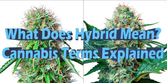 What Does Hybrid Mean? Cannabis Term Explained