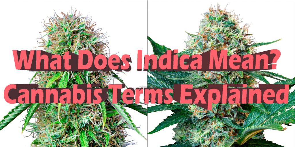 What Does Indica Mean? Cannabis Term Explained