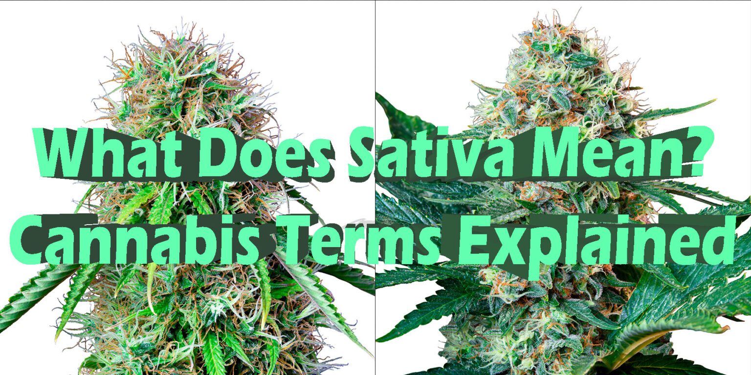 What Does Sativa Mean? Cannabis Term Explained