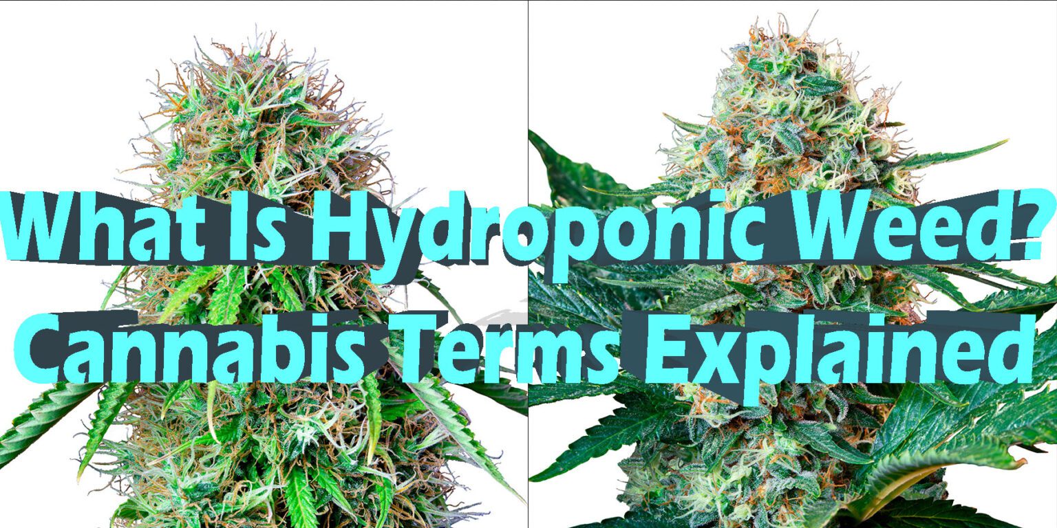 What Is Hydroponic Weed? Cannabis Term Explained