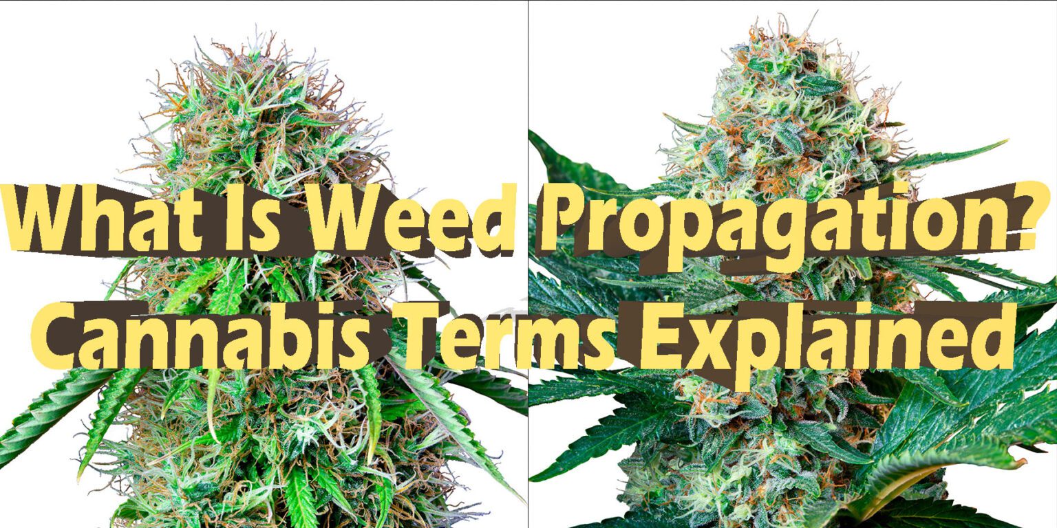 What Is Weed Propagation? Cannabis Term Explained