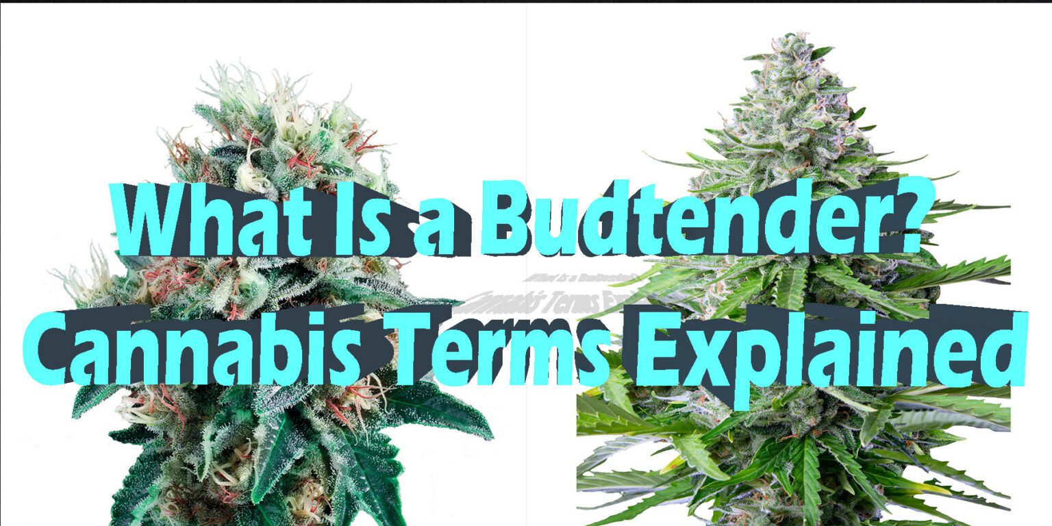 What Is a Budtender? Cannabis Term Explained
