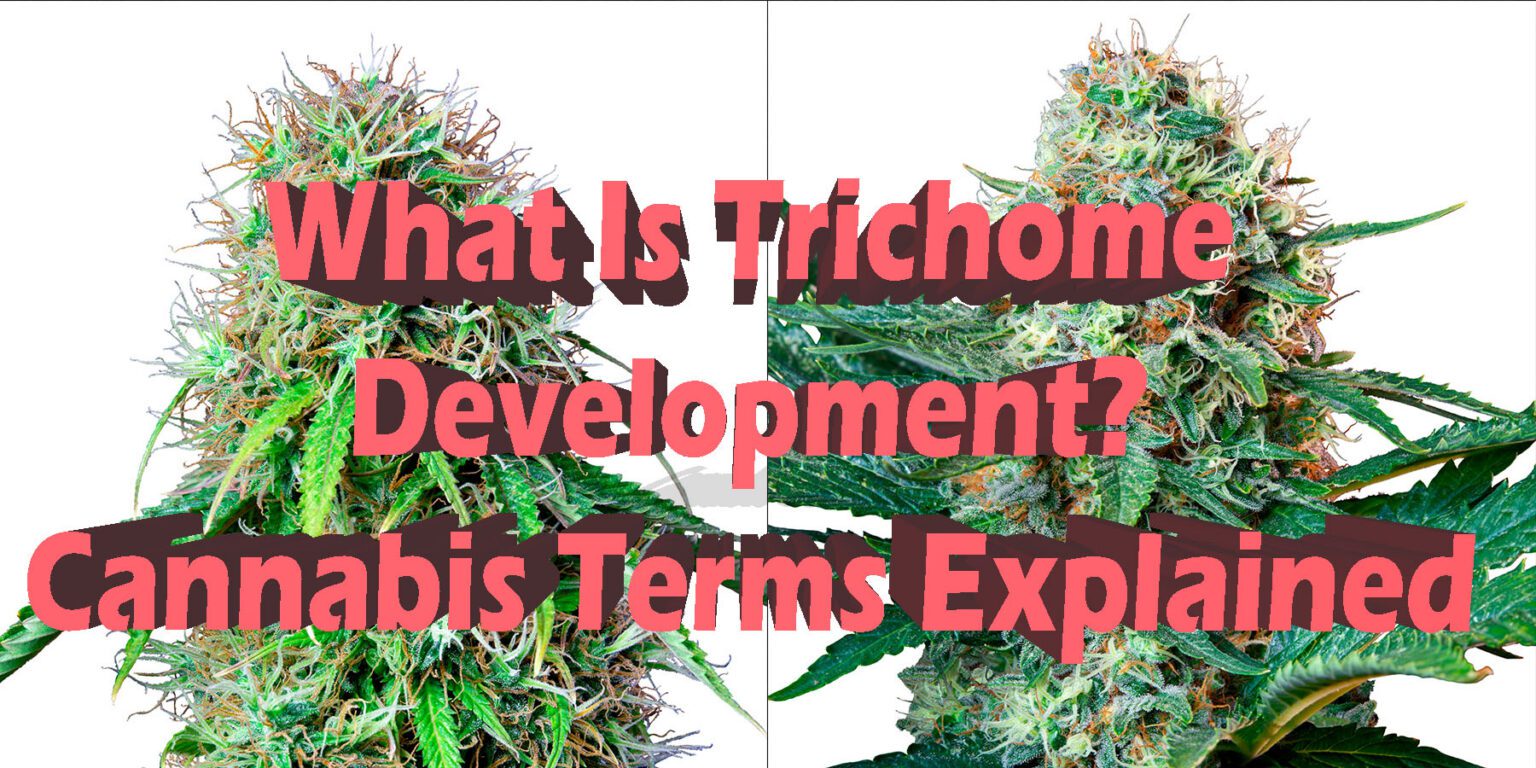What Is Trichome Development? Cannabis Term Explained