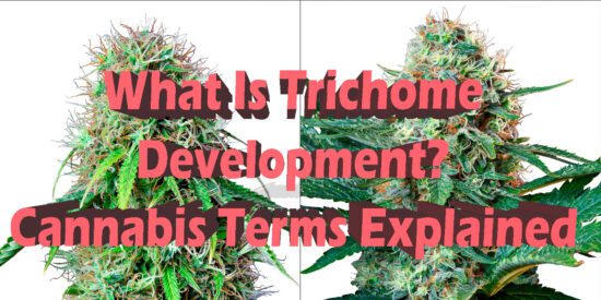 What Is Trichome Development? Cannabis Term Explained